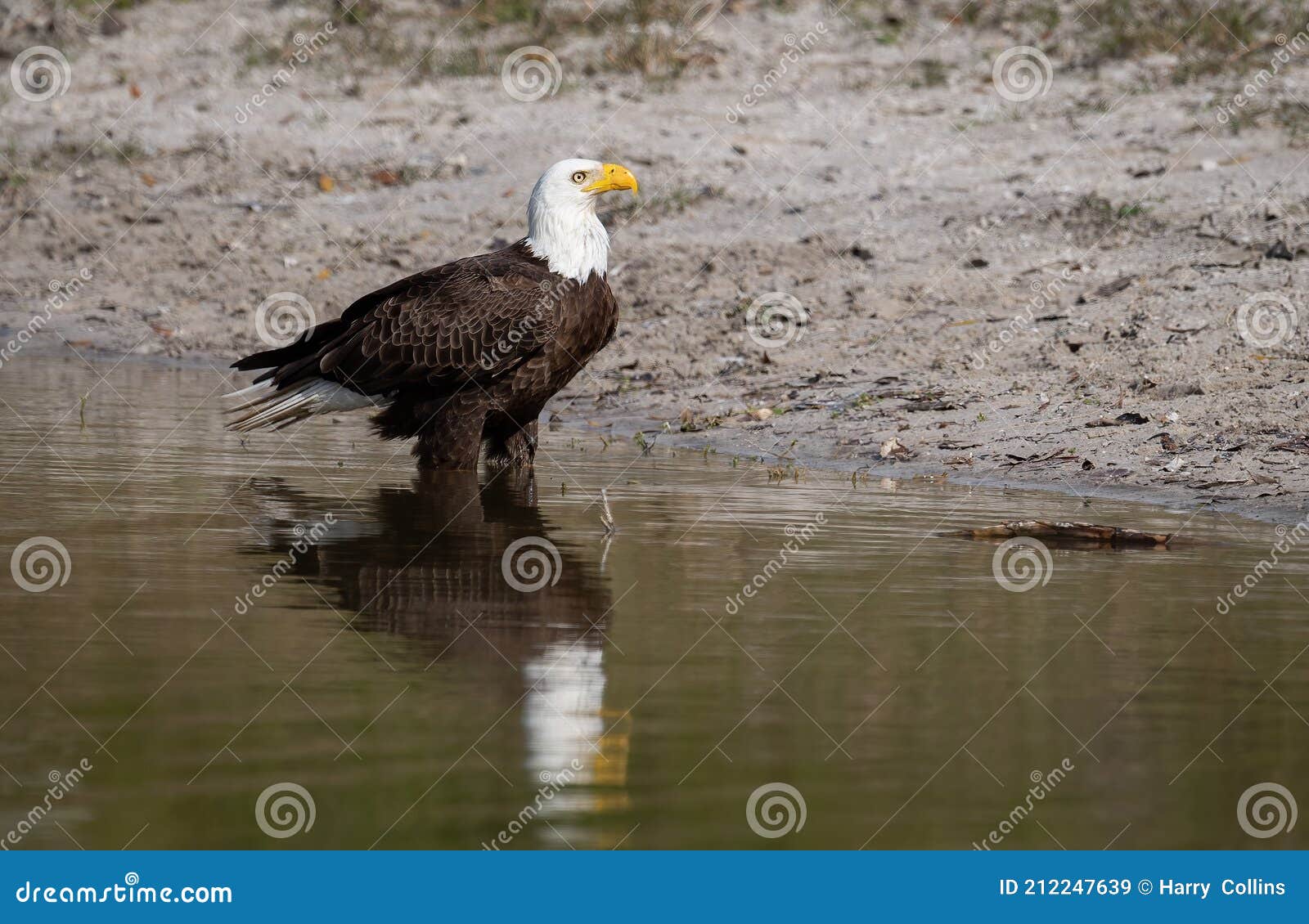 A Bald Eagle in Florida stock image. Image of clip, chicks - 212247639