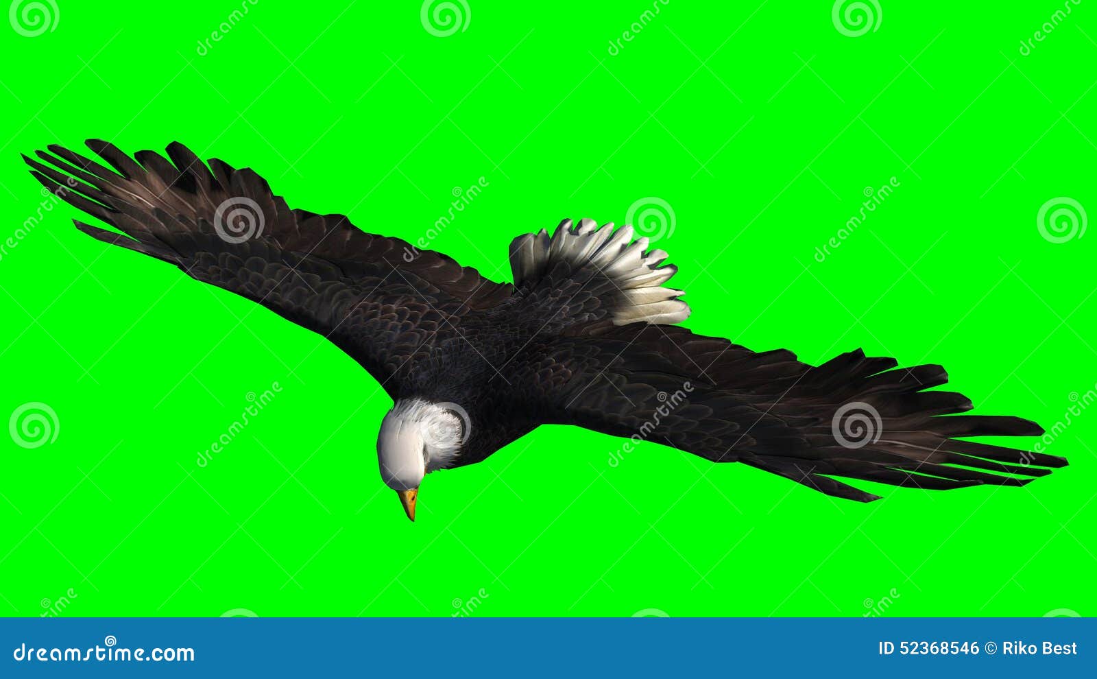 Bald Eagle in Fly - Green Screen Stock Illustration - Illustration of ...