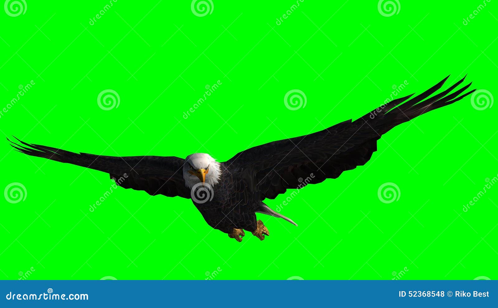 Bald Eagle in Fly - Green Screen Stock Illustration - Illustration of ...