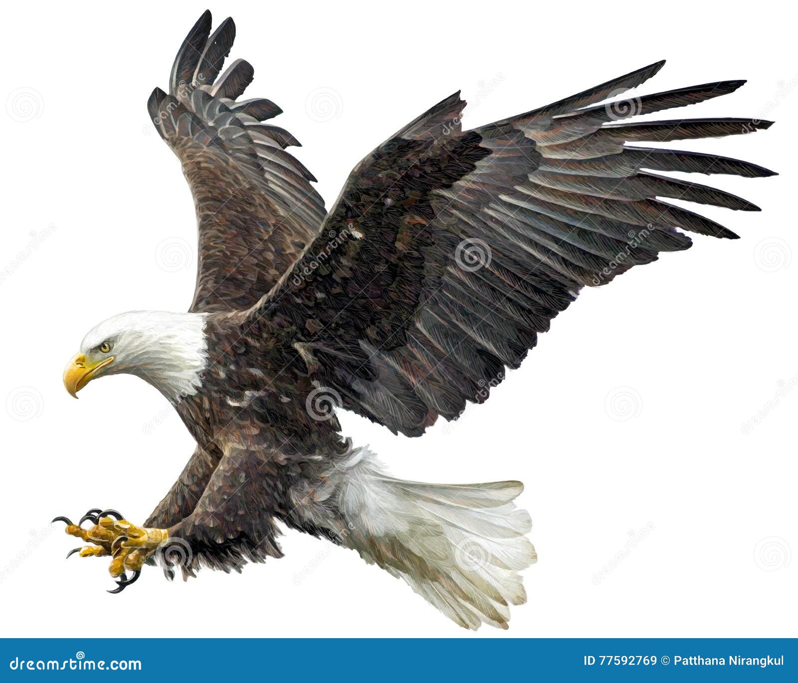 Bald Eagle Fly Landing Vector. Stock Vector - Illustration of paint ...