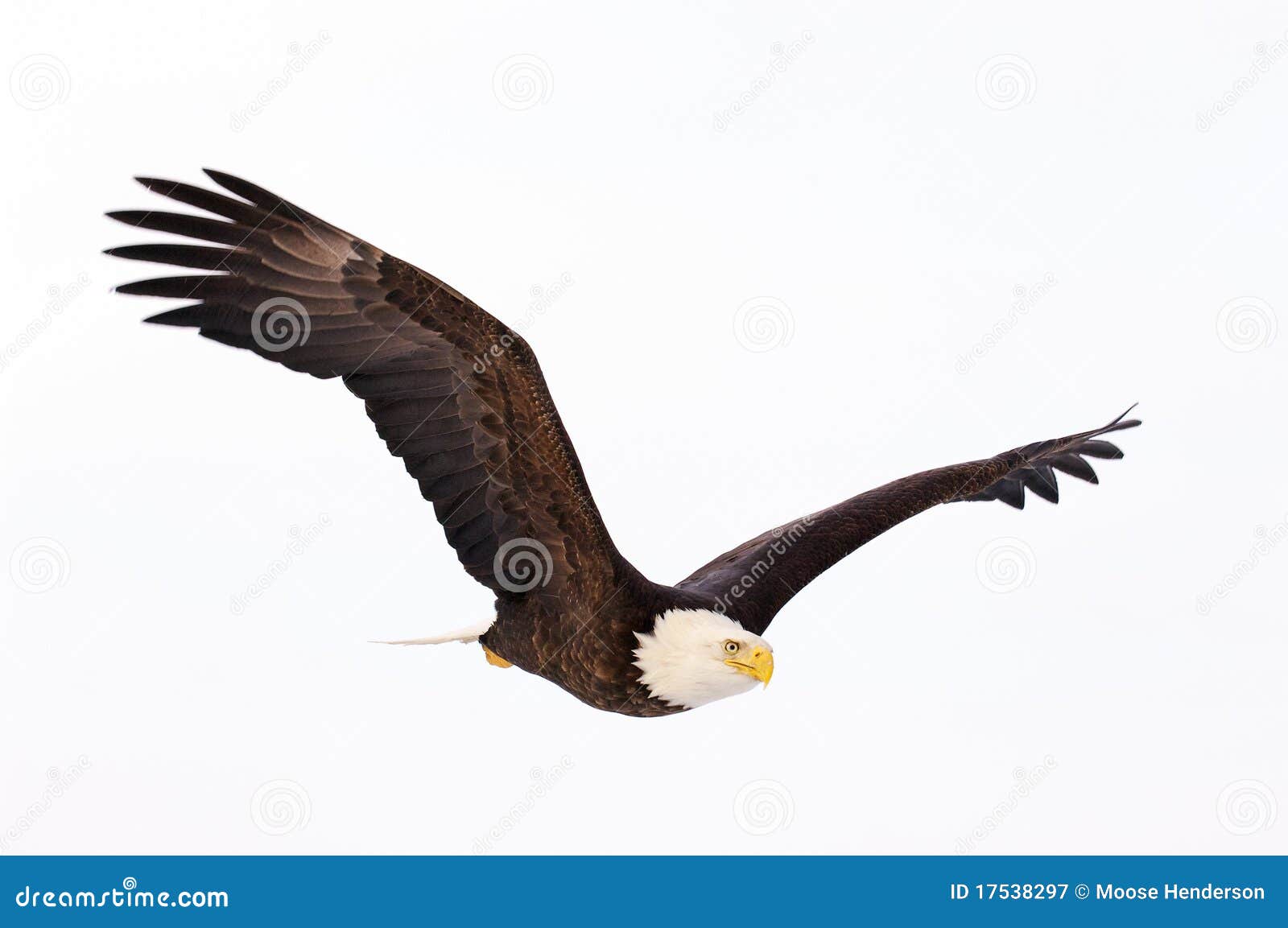 Bald Eagle flying stock image. Image of leucocephalus - 17538297