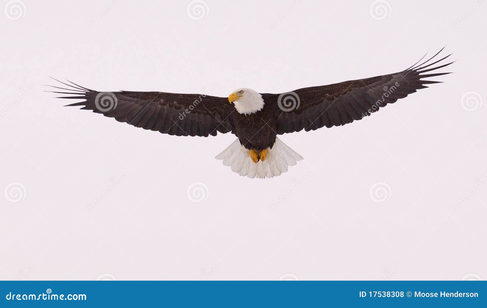 Bald Eagle Flying Low Over The Ocean Stock Photography | CartoonDealer ...