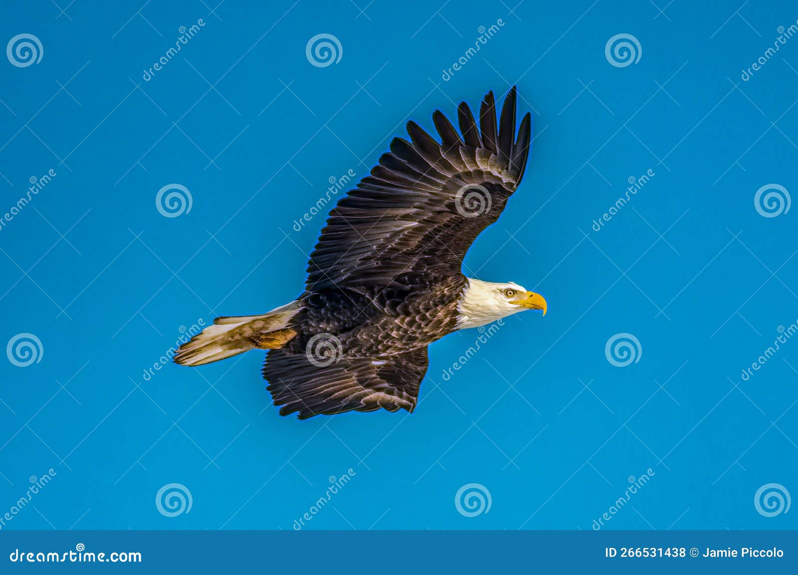 Bald eagle flying stock photo. Image of bald, bird, wildlife - 266531438