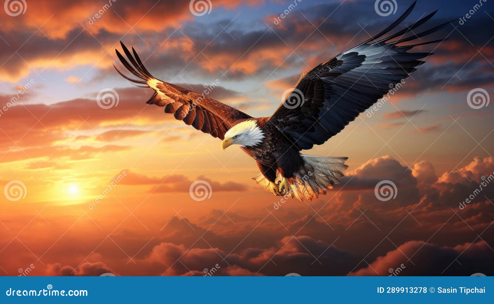Bald Eagle Flying Above the Clouds at Sunset Stock Illustration - Illustration of blue, graceful ...