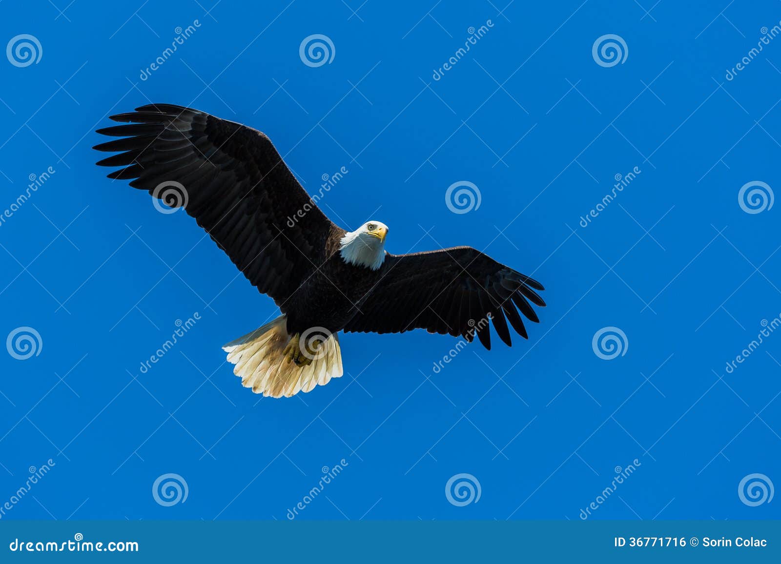 Bald Eagle stock photo. Image of birding, freedom, flight - 36771716