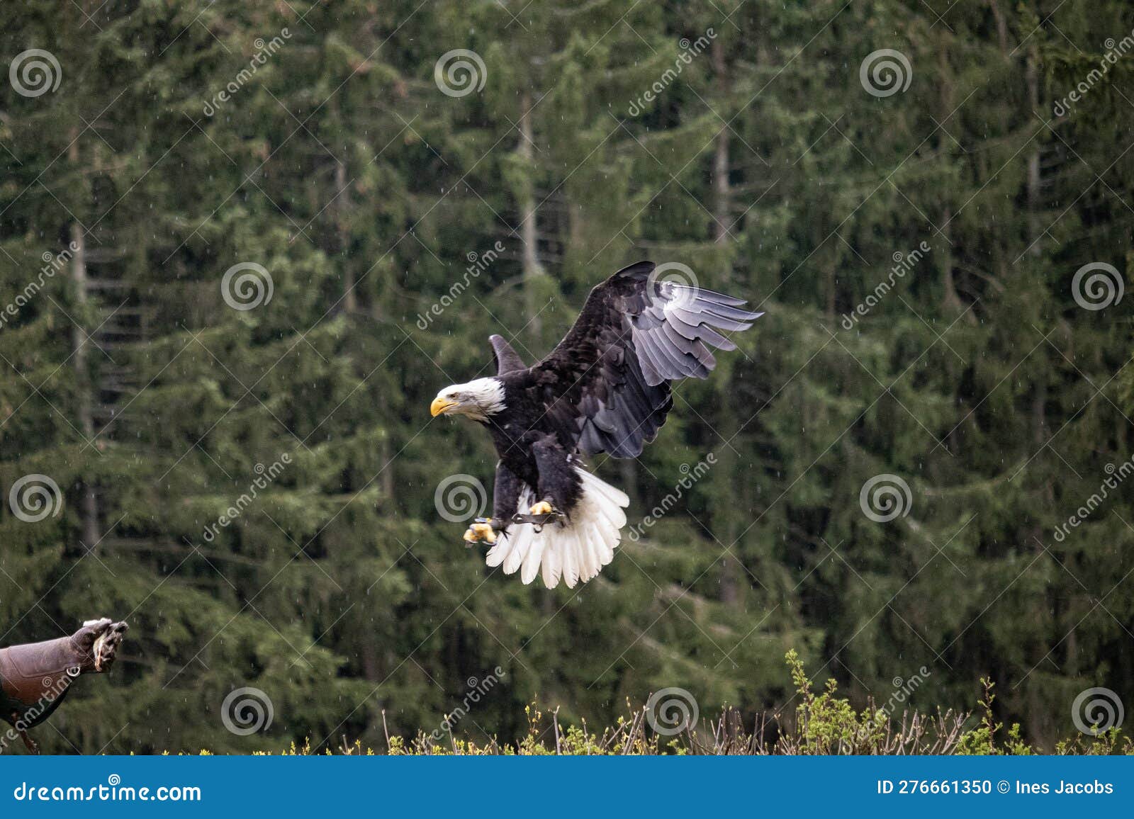 Bald eagle stock photo. Image of feather, heraldic, prey - 276661350