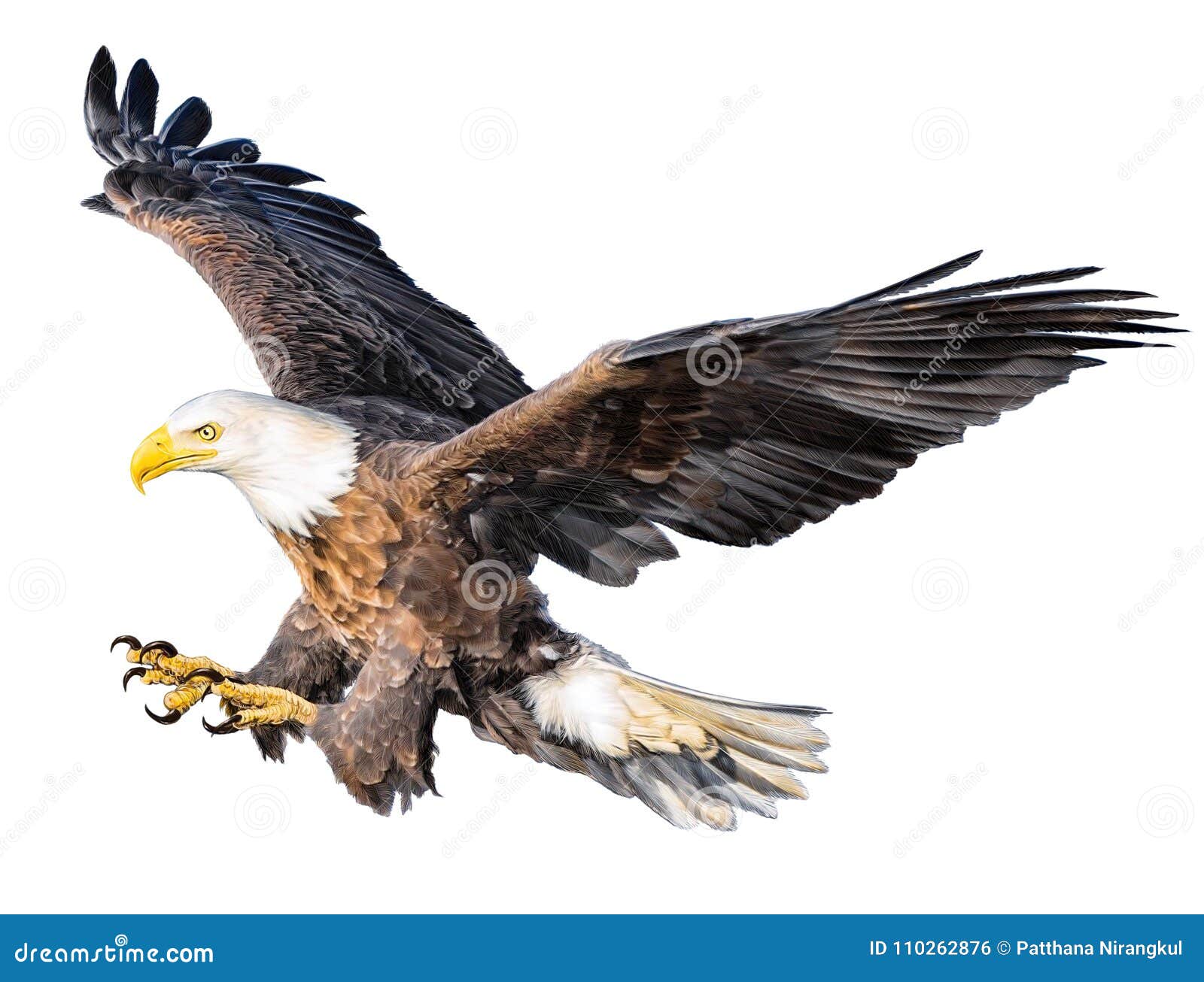 Bald Eagle Flying Attack Hand Draw and Paint Color on White Background ...