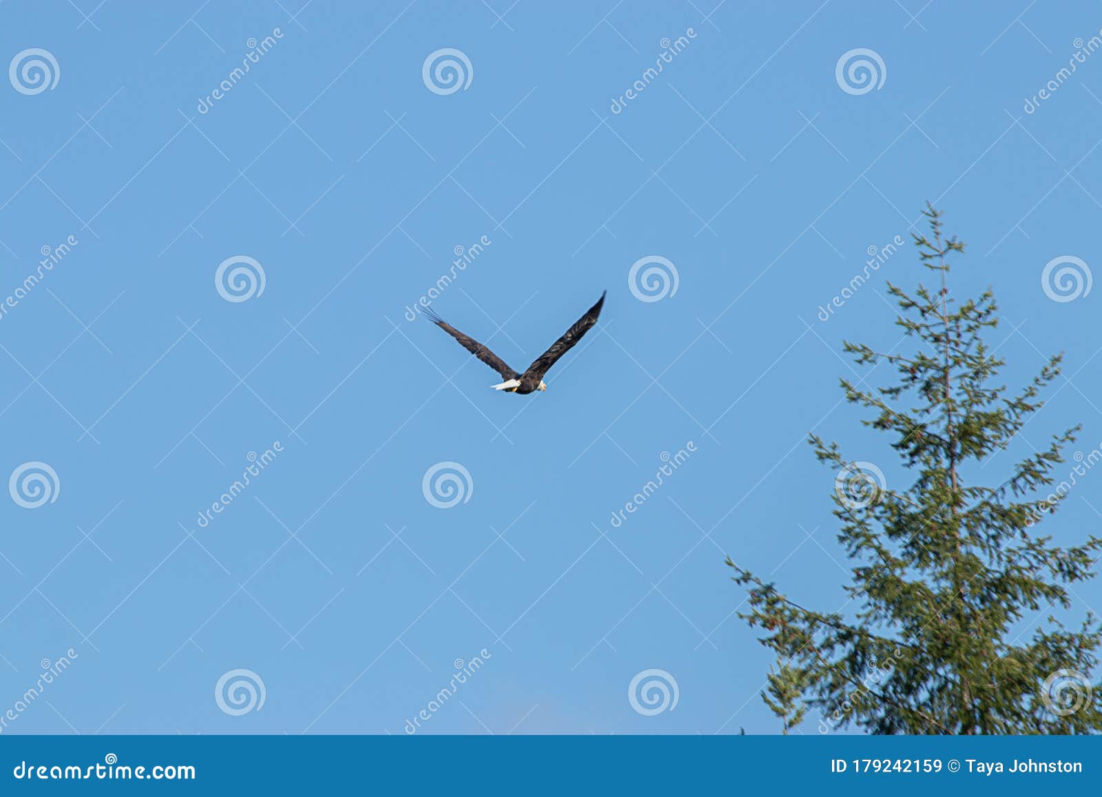 A Bald Eagle Flying Away from the Camera in Blue Sky Stock Image ...