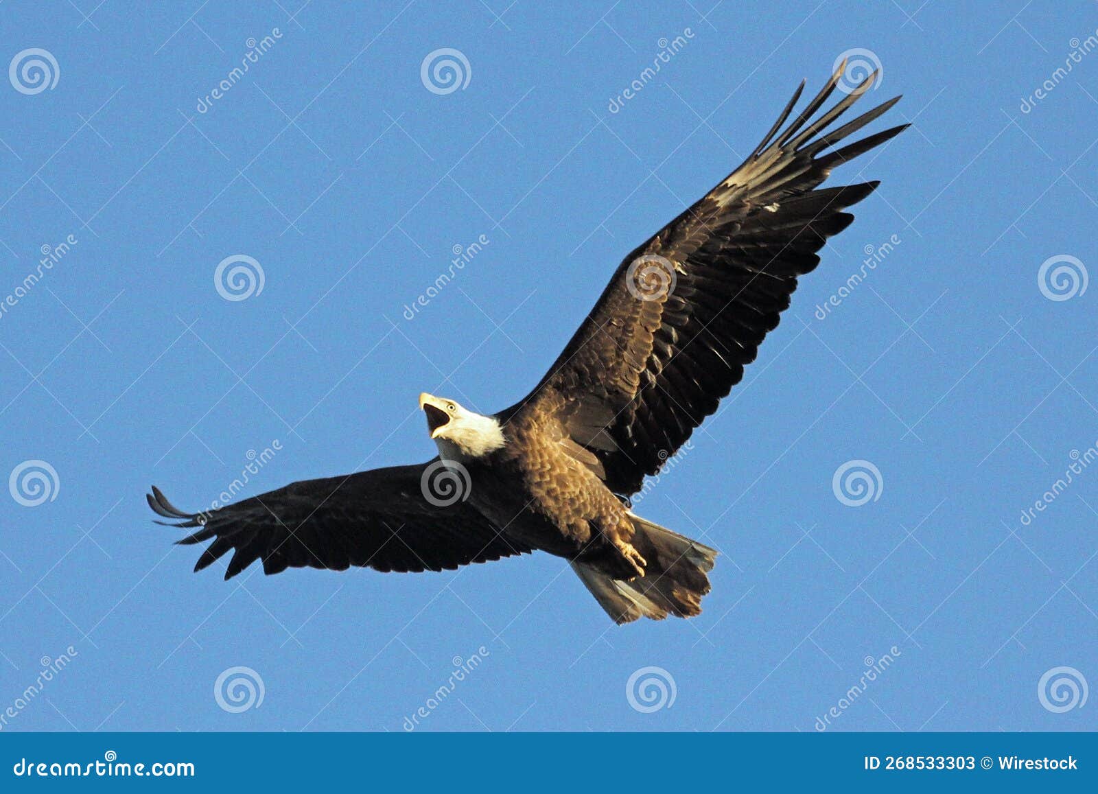 Bald Eagle Flying in Blue Sky Stock Image - Image of nature ...