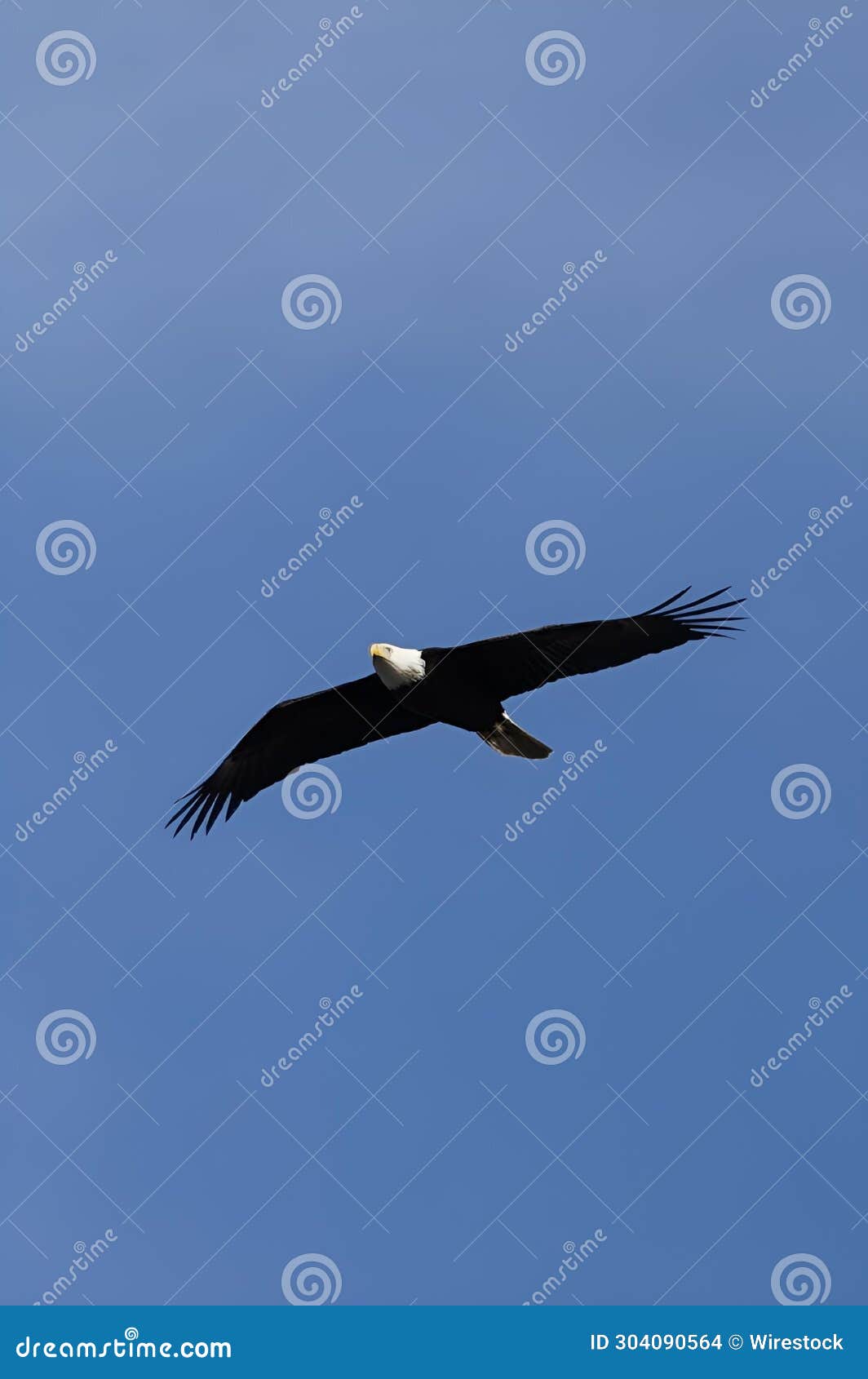 Bald Eagle Flying through the Blue Sky Stock Photo - Image of fauna ...