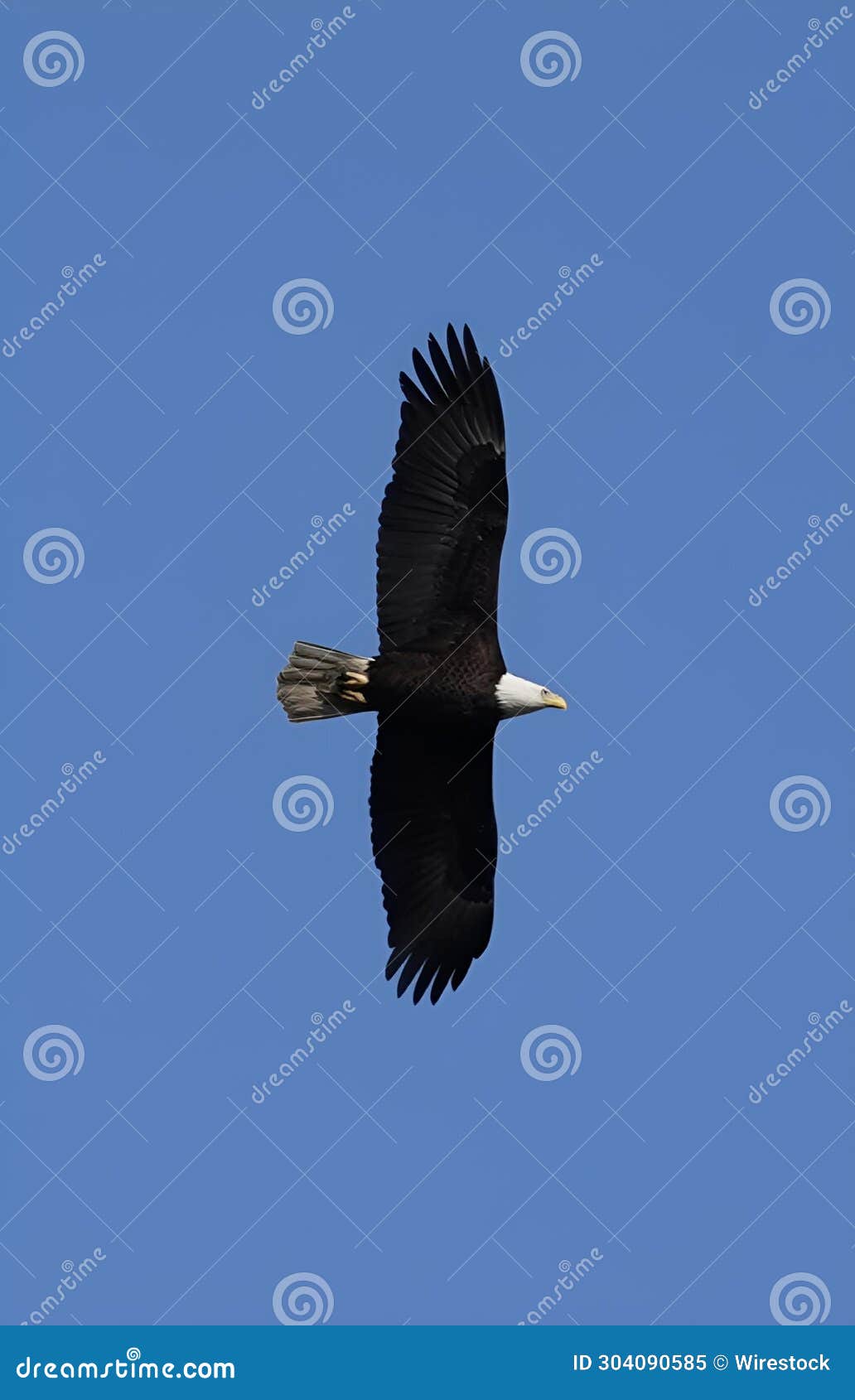 Bald Eagle Flying through the Blue Sky Stock Image - Image of isolated ...