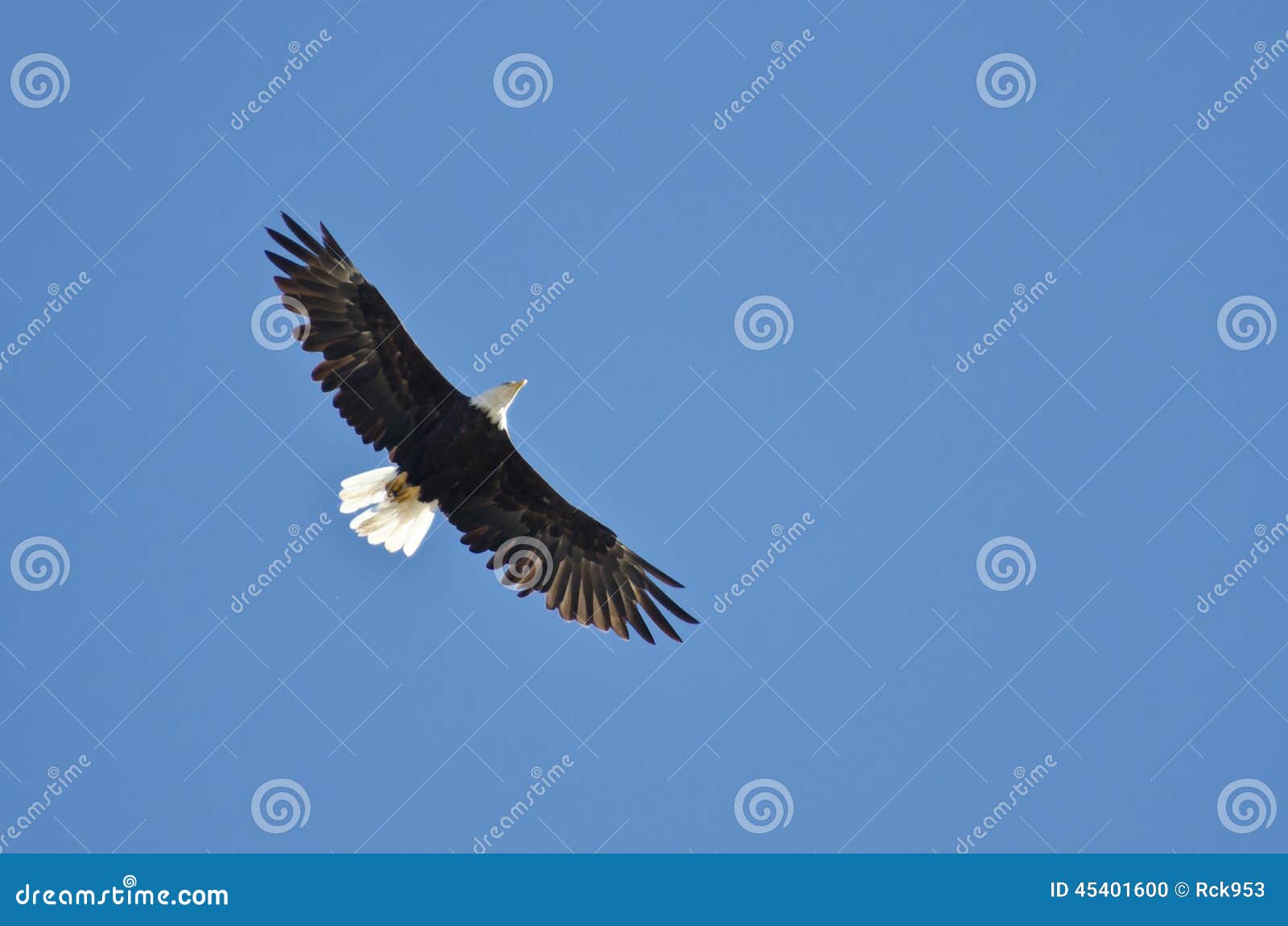 Bald Eagle Flying in a Blue Sky Stock Photo - Image of bird, head: 45401600