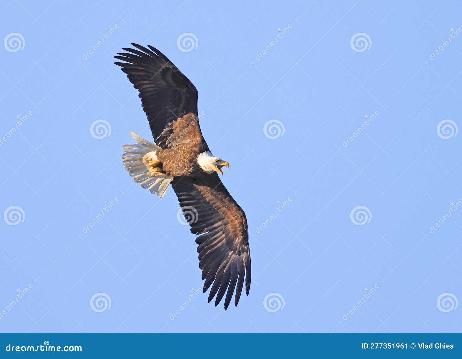 Bald Eagle Flying with Blue Sky Background Stock Image - Image of ...