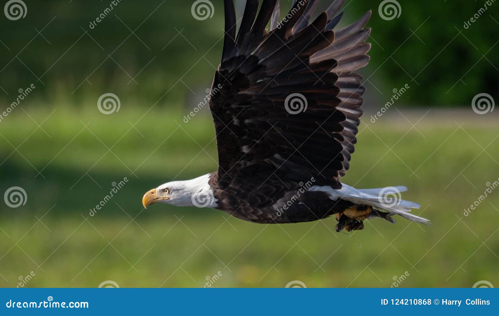 Bald Eagle Flying in Blue Sky Stock Photo - Image of beak, green: 124210868