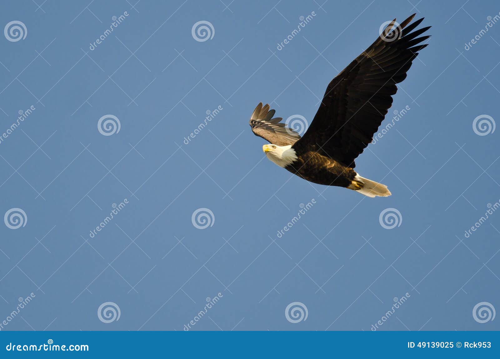 Bald Eagle Flying in a Blue Sky Stock Image - Image of dark, animal ...