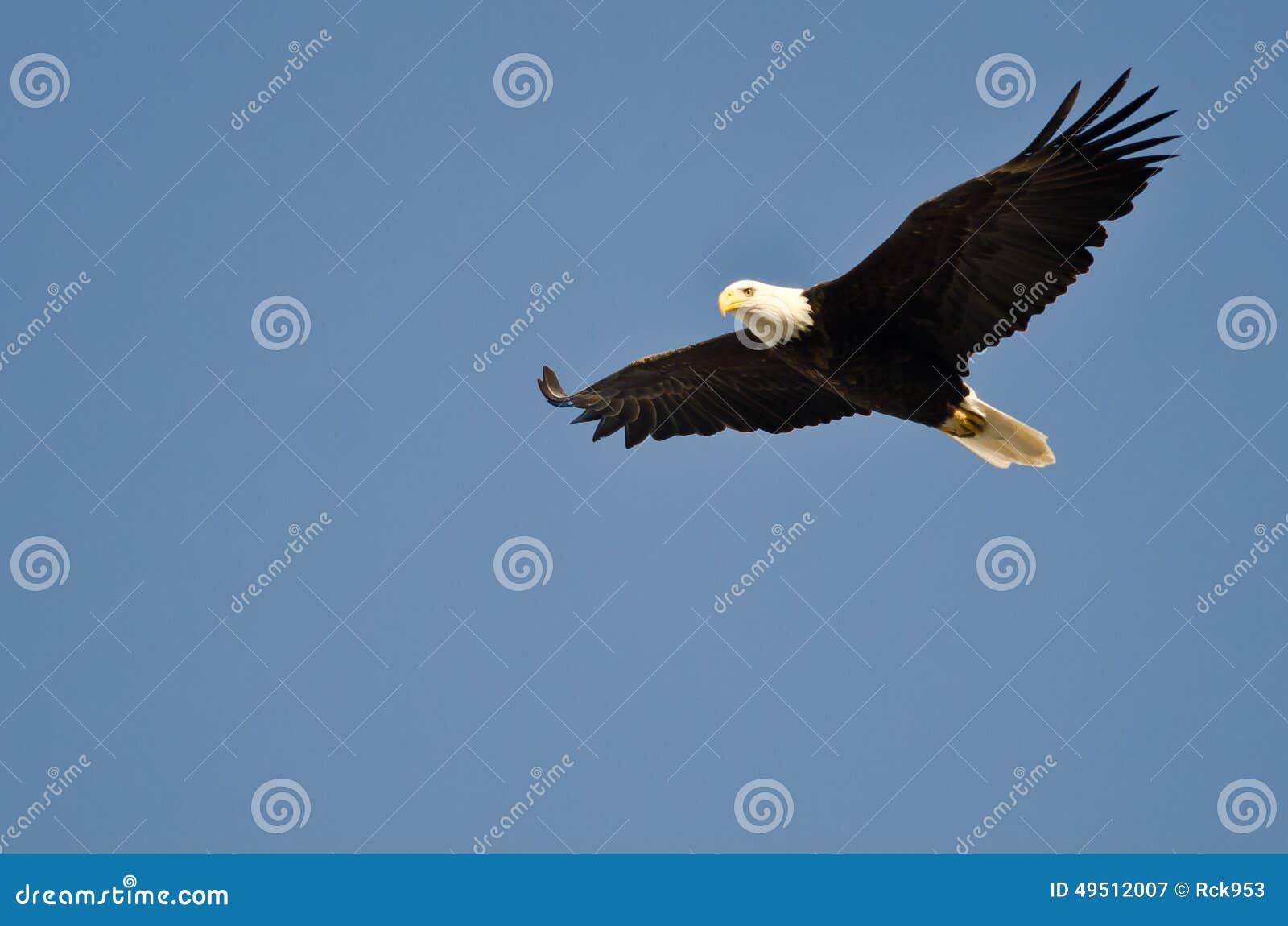 Bald Eagle Flying in a Blue Sky Stock Image - Image of brown, nature ...