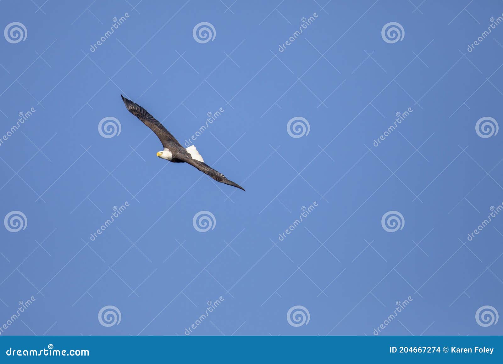 Bald Eagle Flying in Blue Sky Stock Photo - Image of leucocephalus ...