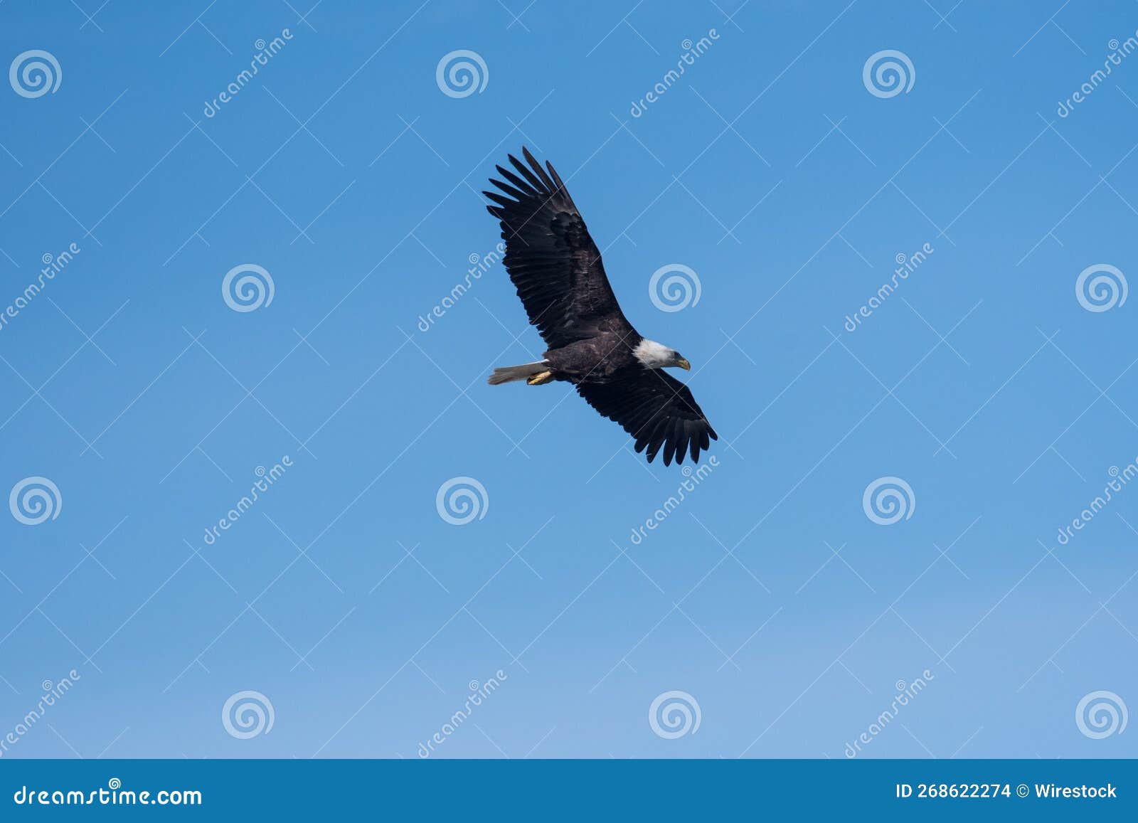 Bald Eagle Flying in the Bright Blue Sky Stock Photo - Image of ...