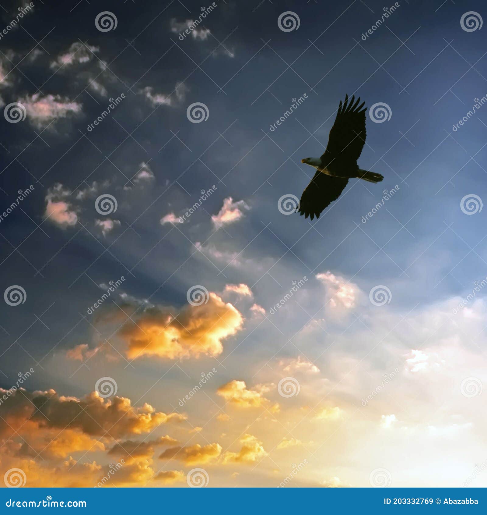 Soaring Eagle in a Sunset Sky Stock Image - Image of bald, soaring ...