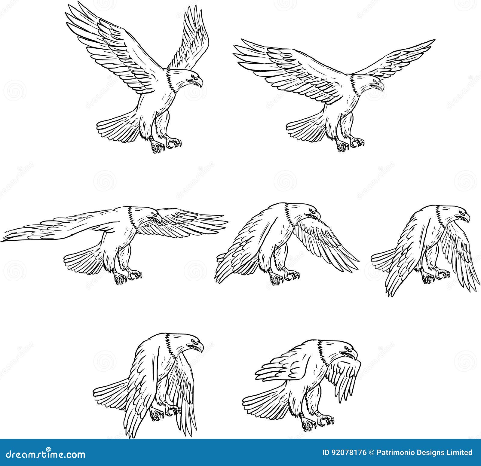 Bald Eagle Flying Drawing Collection Set Stock Vector - Illustration of ...