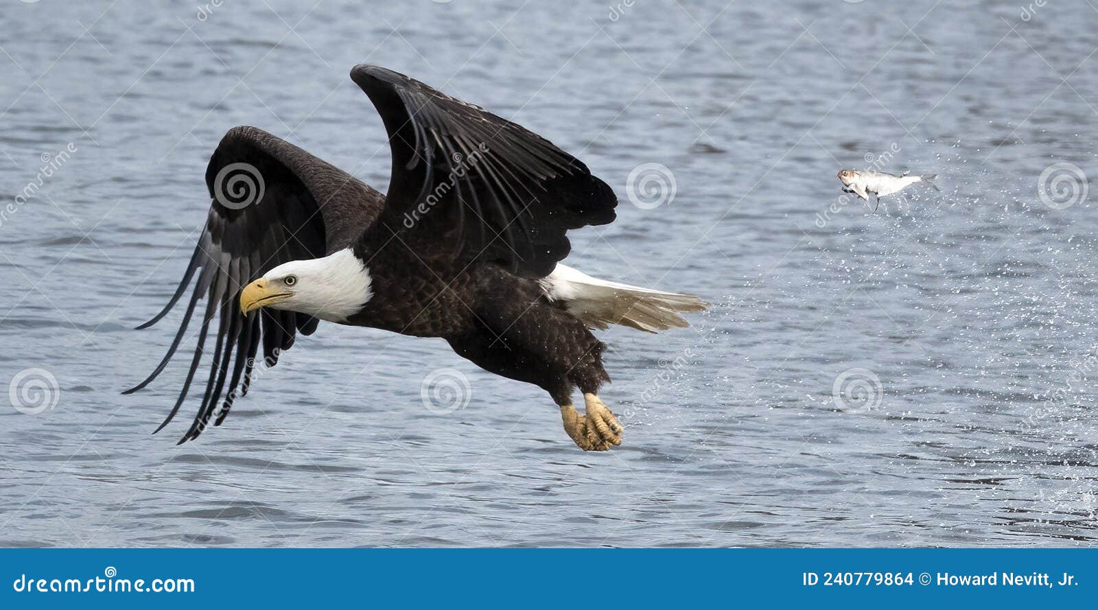 Bald Eagle and Fish Following Stock Photo - Image of flying, wings ...