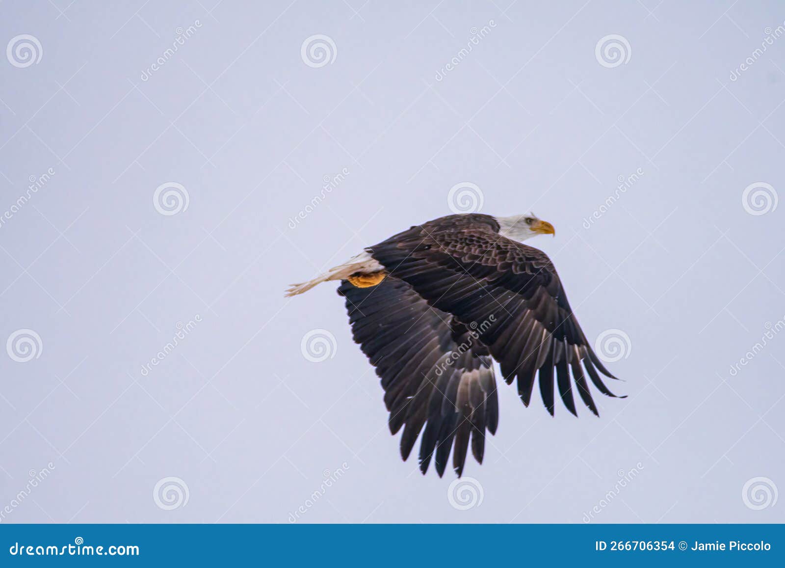 Bald Eagle Flying in Early Spring Stock Photo - Image of eagle, spring ...