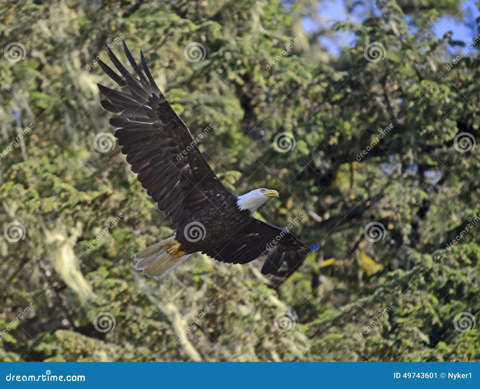 Bald Eagle Flying in Forest Stock Image - Image of america, raptor ...