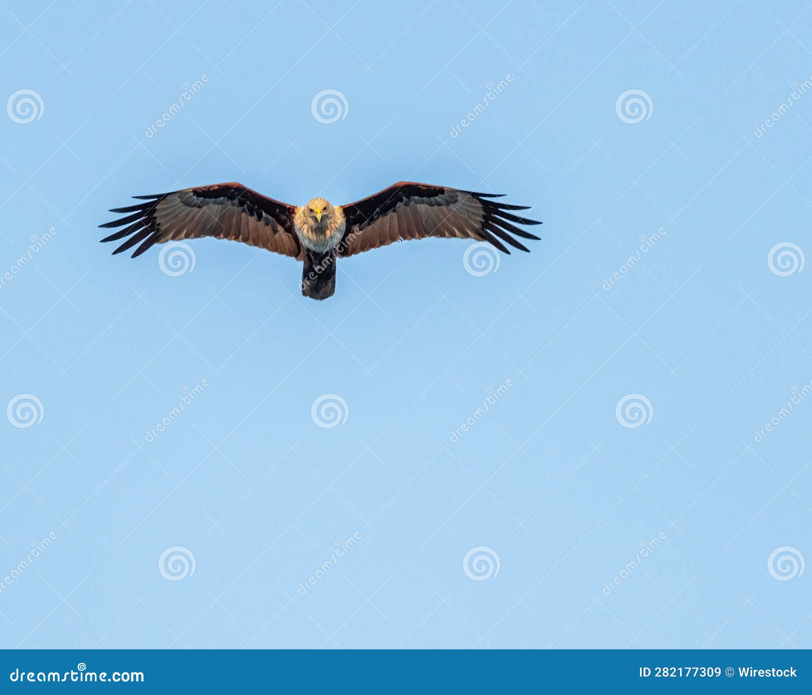 Bald Eagle is Flying Freely in the Bright Blue Sky Stock Image - Image ...