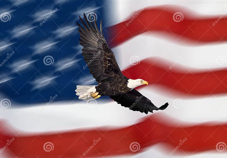 Bald Eagle Flying in Front of the American Flag Stock Image - Image of ...