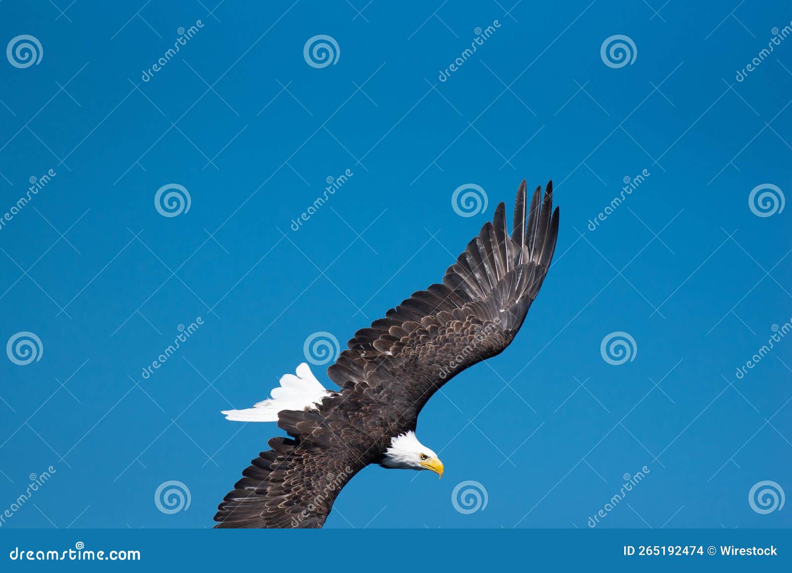 Bald Eagle Flying High Against a Blue Sky on a Sunny Day Stock Photo ...