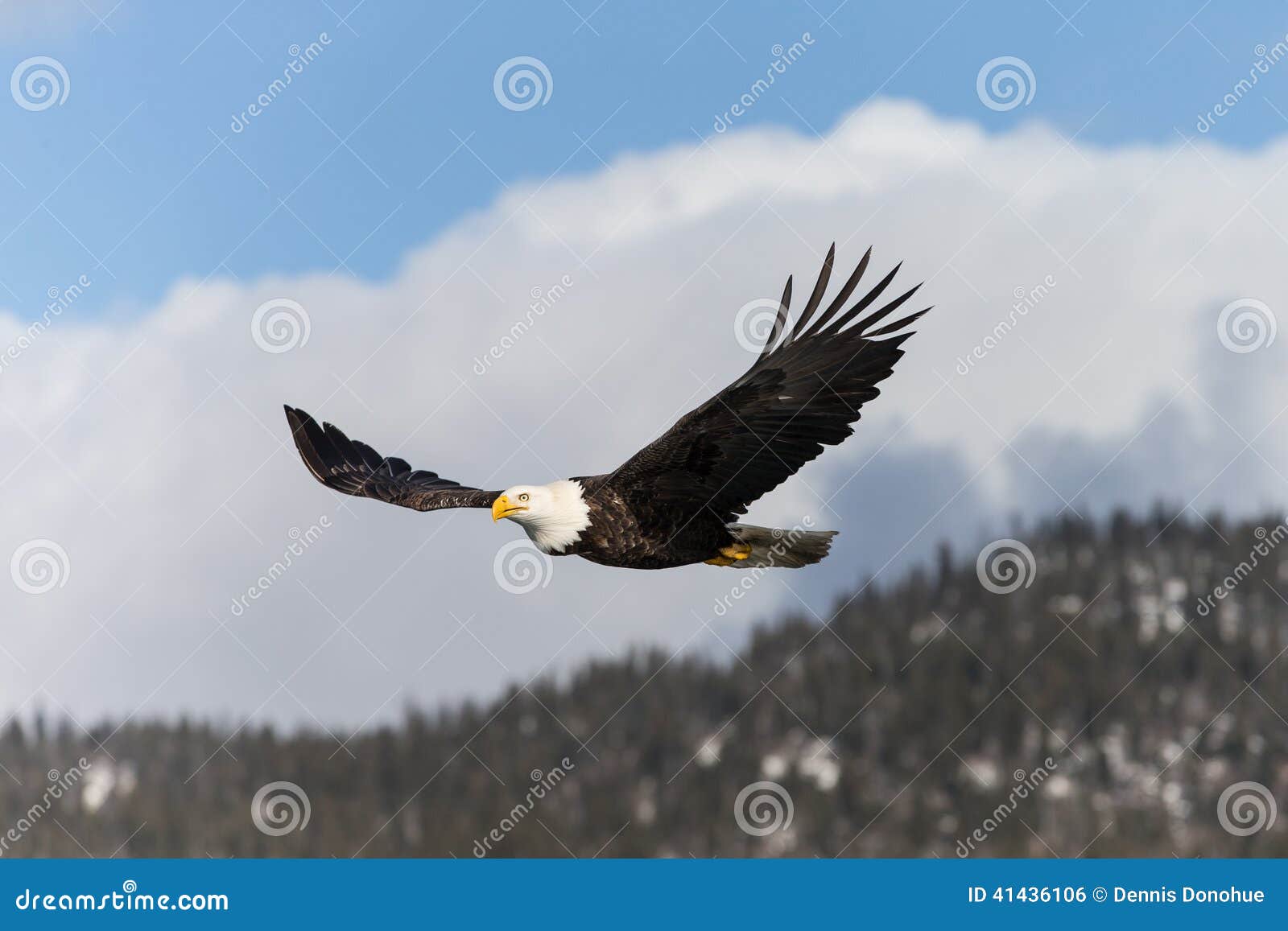 Bald Eagle Flying, Homer Alaska Stock Photo - Image of talon, flight ...