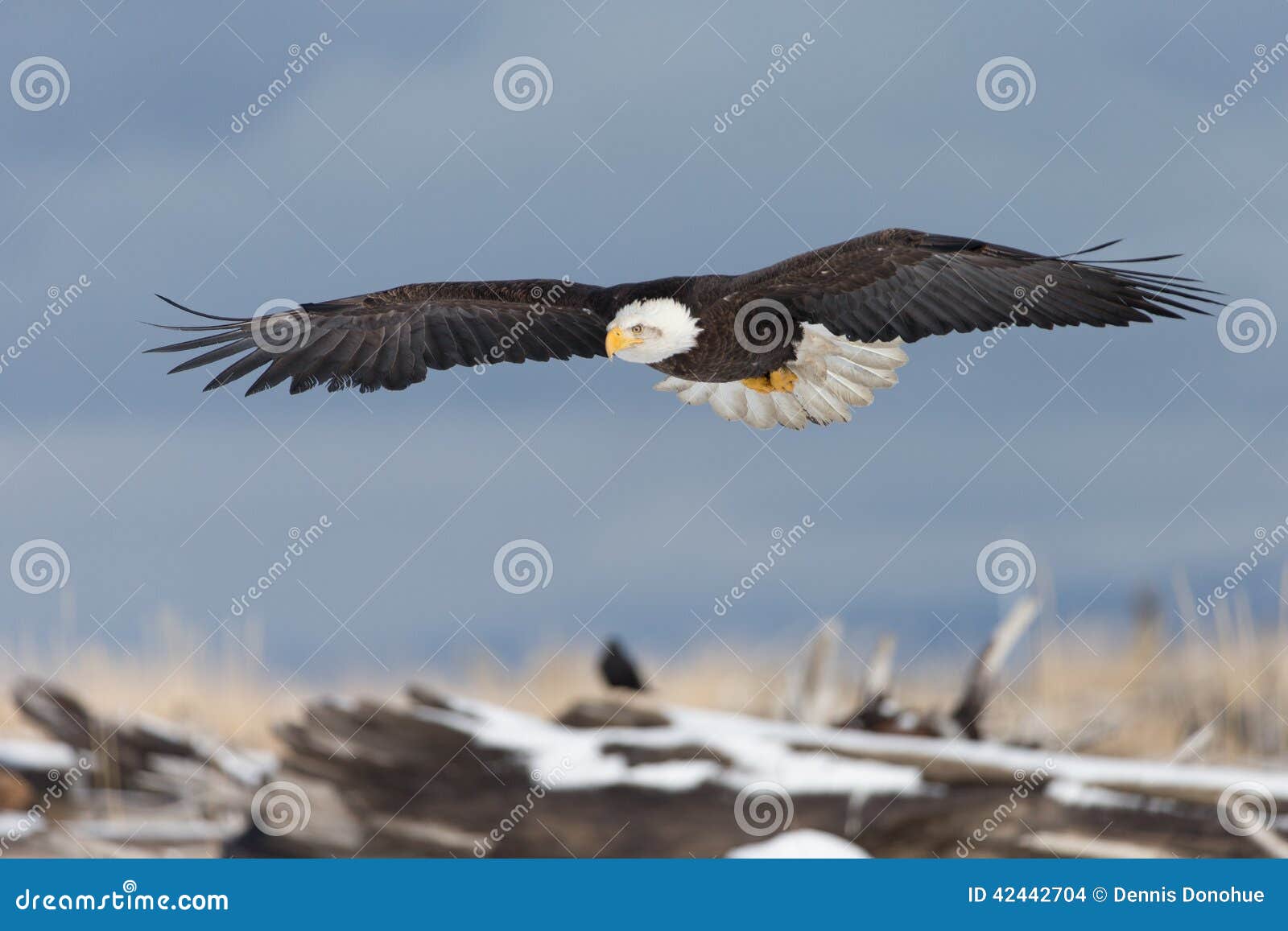 Bald Eagle Flying, Homer Alaska Stock Photo - Image of homer, national ...