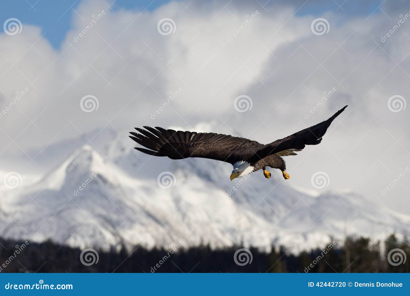 Bald Eagle Flying, Homer Alaska Stock Photo - Image of portrait, bird ...