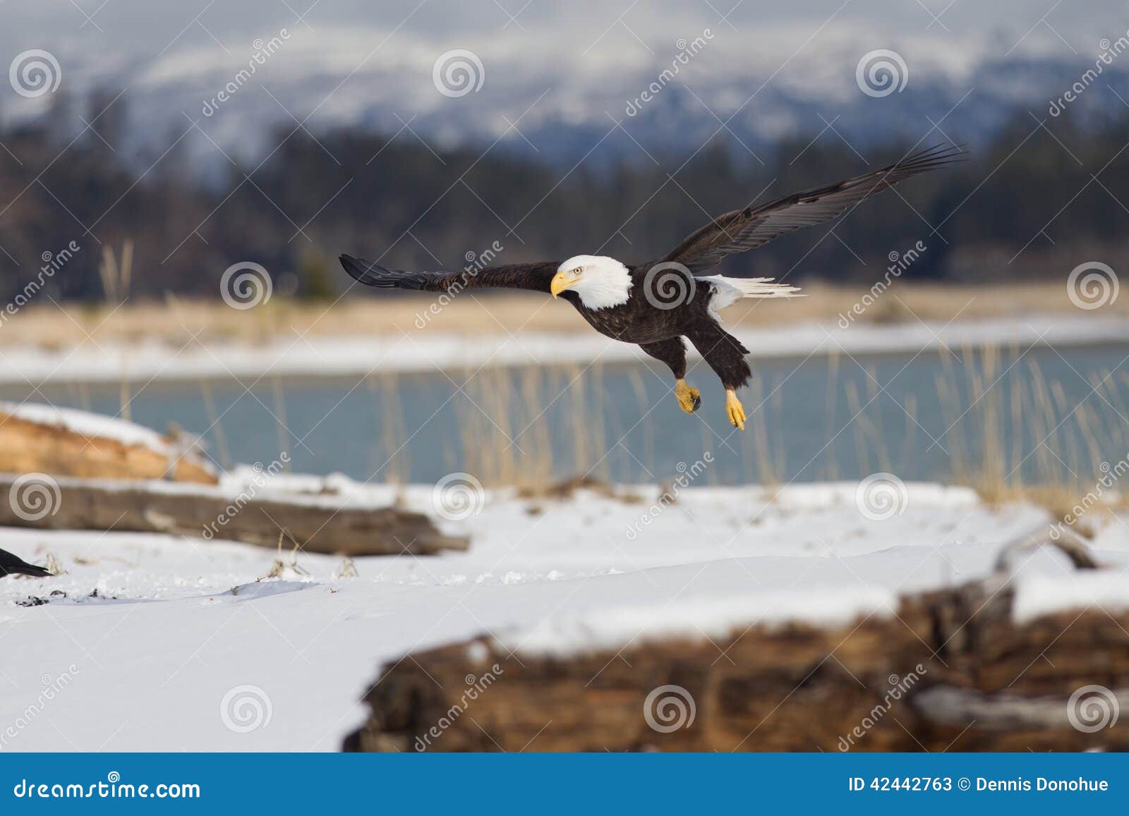 Bald Eagle Flying, Homer Alaska Stock Image - Image of flying ...