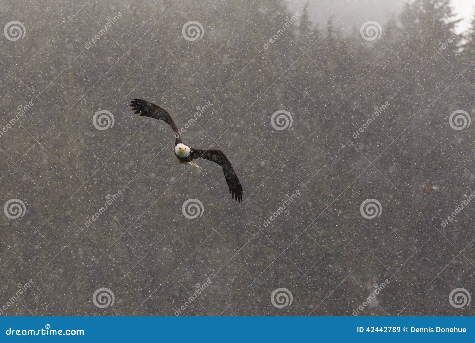Bald Eagle Flying, Homer Alaska Stock Image - Image of outdoors, flight ...