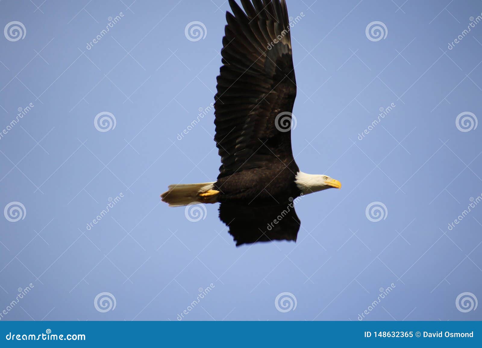 A Bald Eagle Flying from Left To Right Stock Image - Image of bird ...
