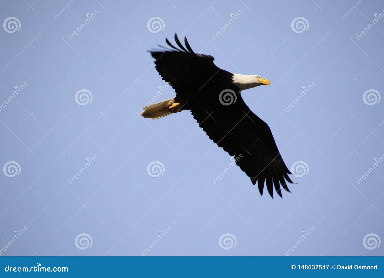 A Bald Eagle Flying from Left To Right Stock Image - Image of adult ...