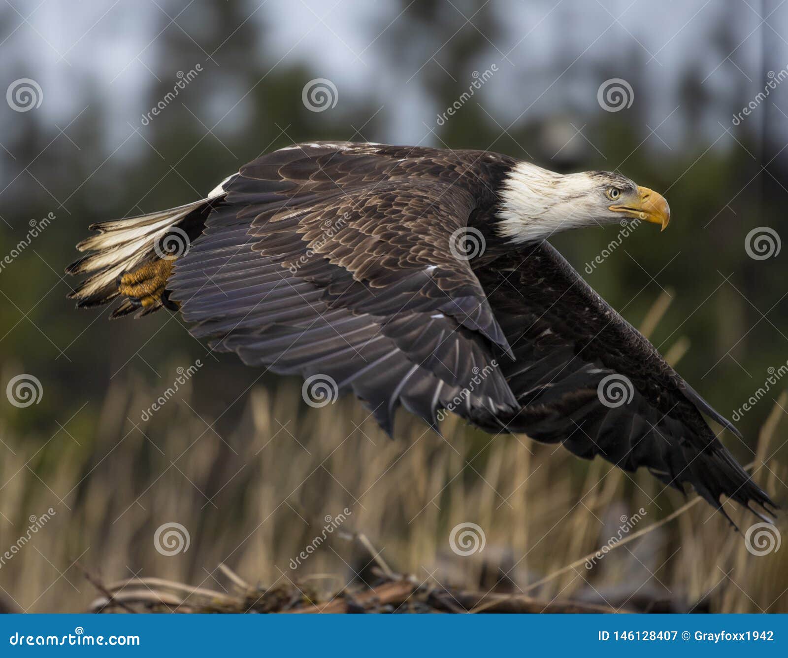 Bald Eagle Flying Low Over Beach Stock Image - Image of wing, bald ...