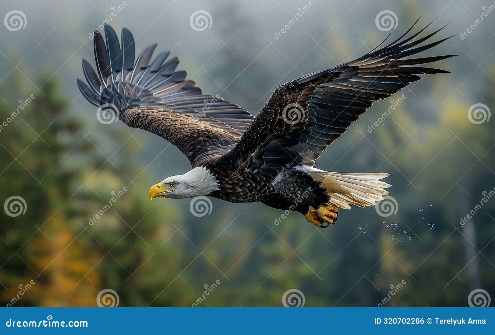 Bald Eagle Flying Low Over Forest Stock Photo - Image of bald, wildlife ...