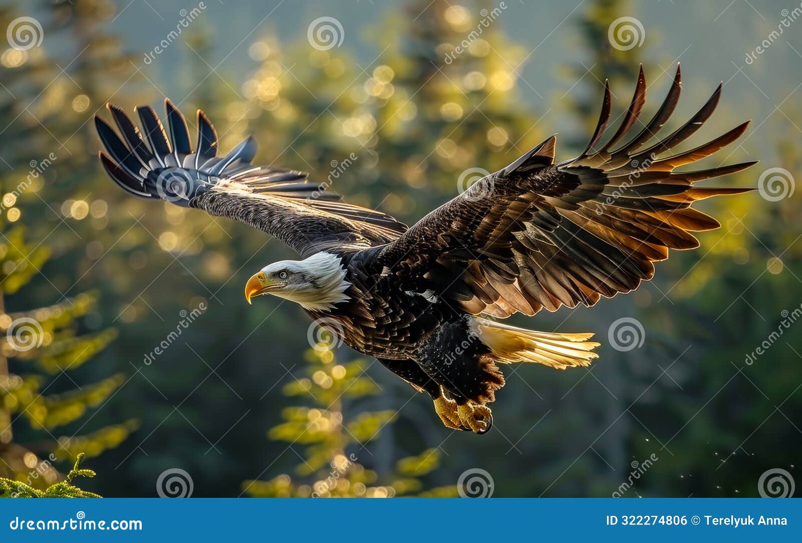 Bald Eagle Flying Low Over the Forest Stock Photo - Image of wings ...