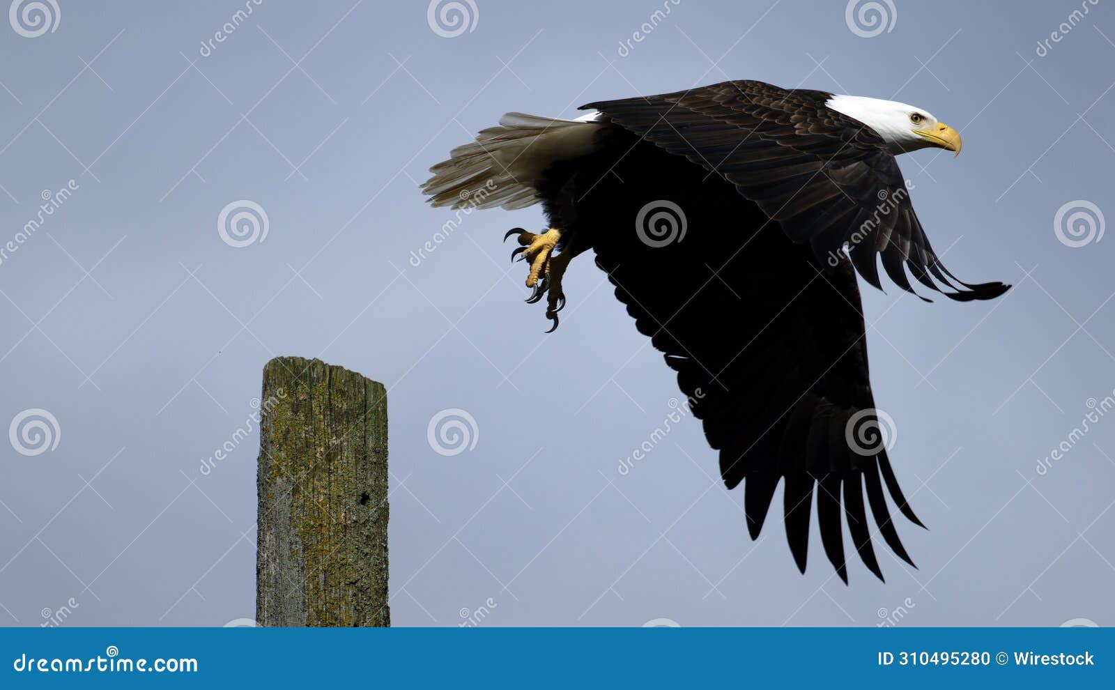 A Bald Eagle is Flying Low Over a Stump Post, with Its Wings Open Stock ...