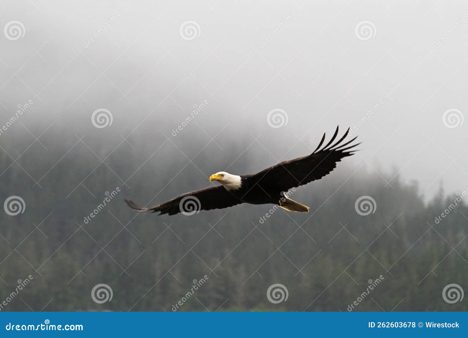 Bald Eagle Flying through the Mist Stock Photo - Image of mist, hawk ...