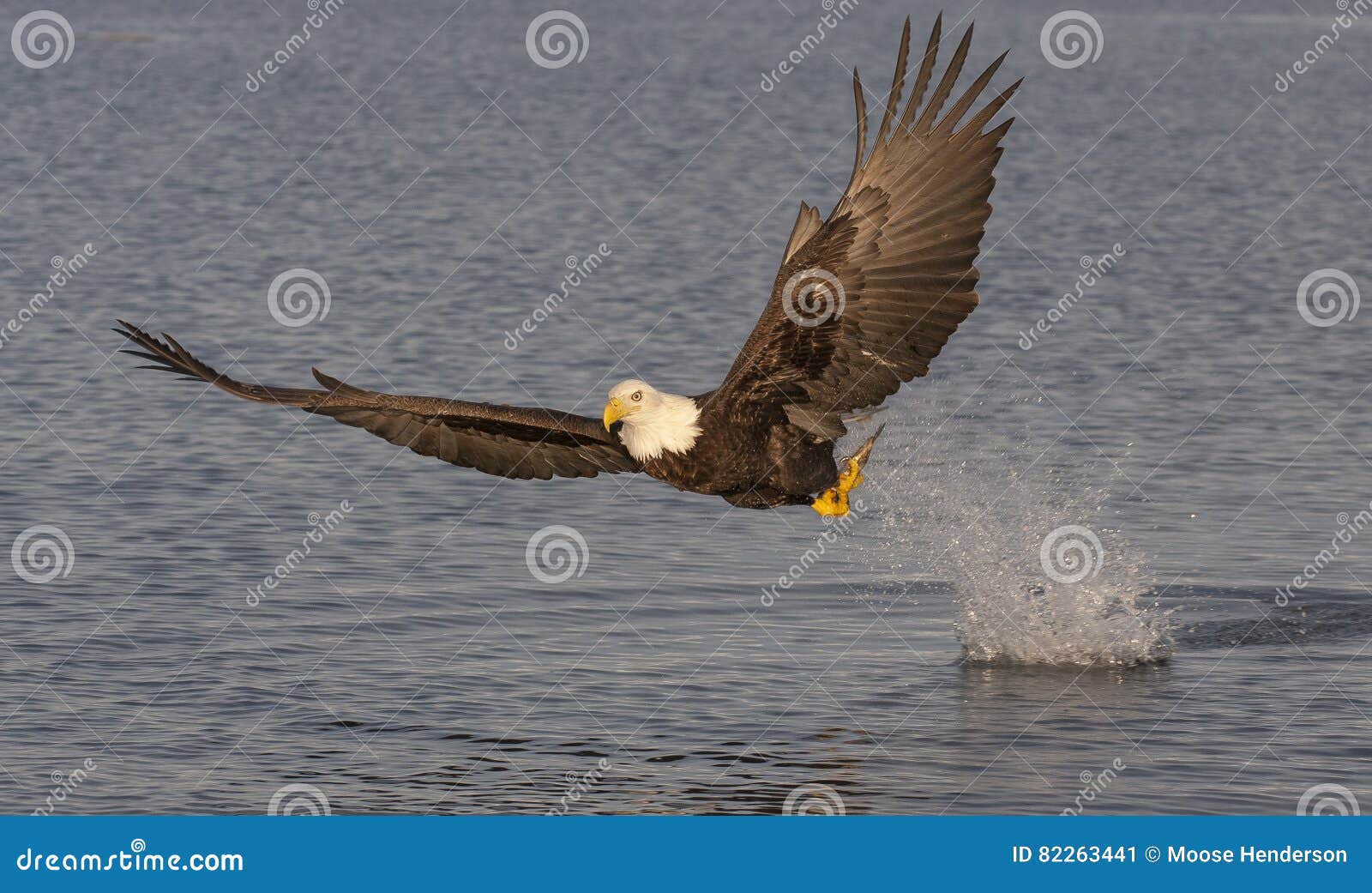 Bald Eagle Flying Near Water Catching Fish with Water Splash in Stock ...