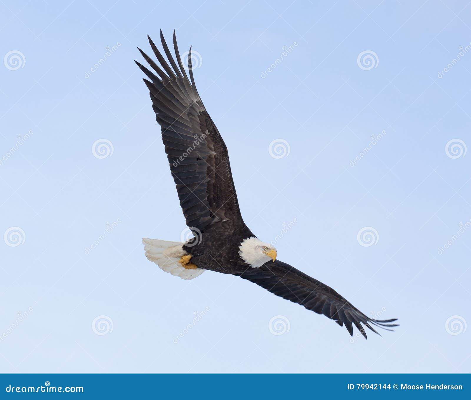 Bald Eagle Flying Over The Bay In Homer, Alaska Royalty-Free Stock ...