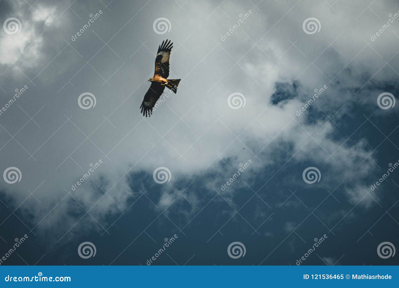 Bald Eagle Flying Over Blue Sky And Clouds Stock Image - Image of ...