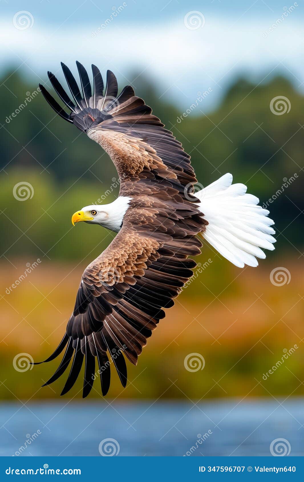 A Bald Eagle Flying Over a Body of Water Stock Image - Image of flying ...