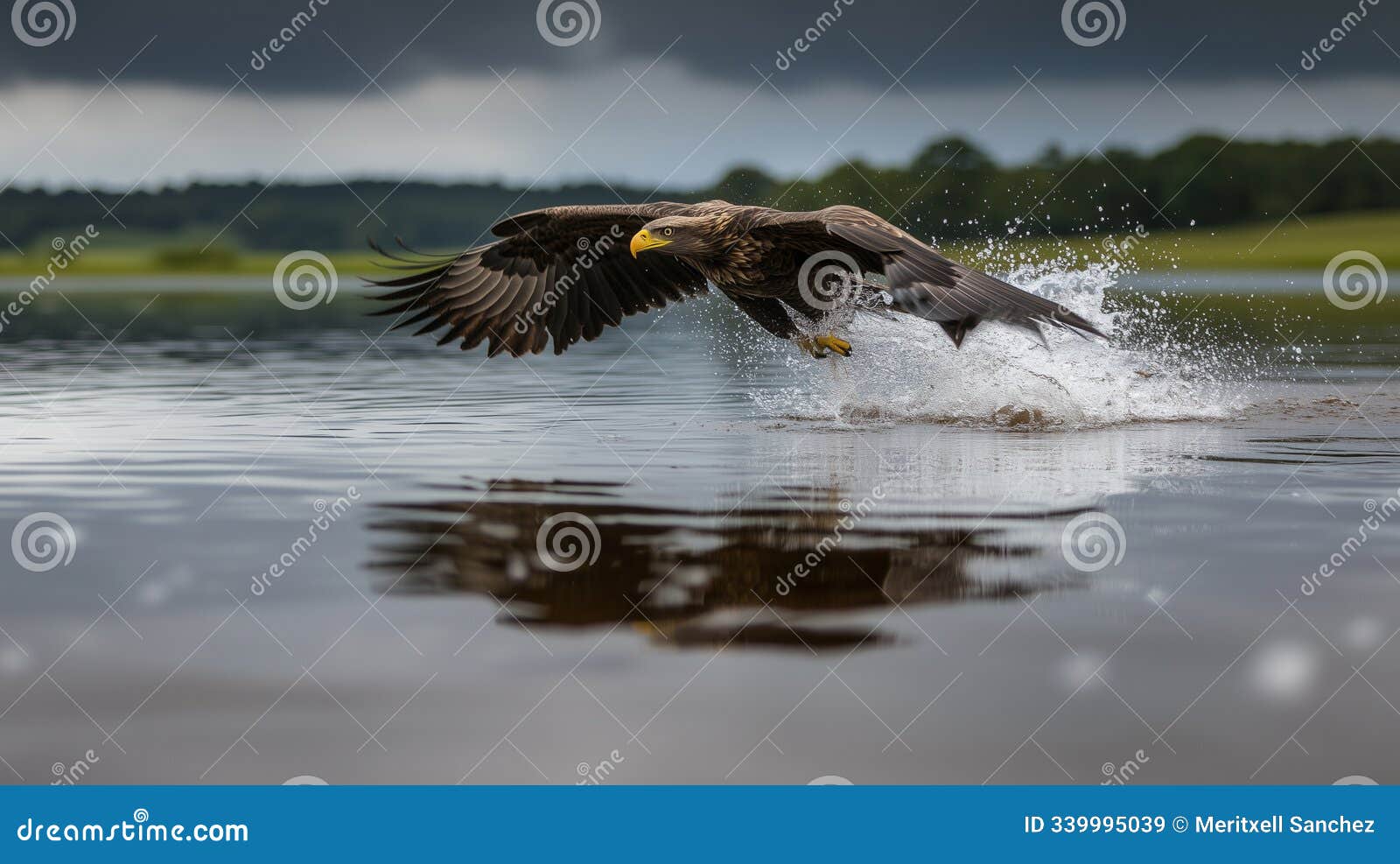 A Bald Eagle is Flying Over a Body of Water. Generative AI Stock Illustration - Illustration of ...