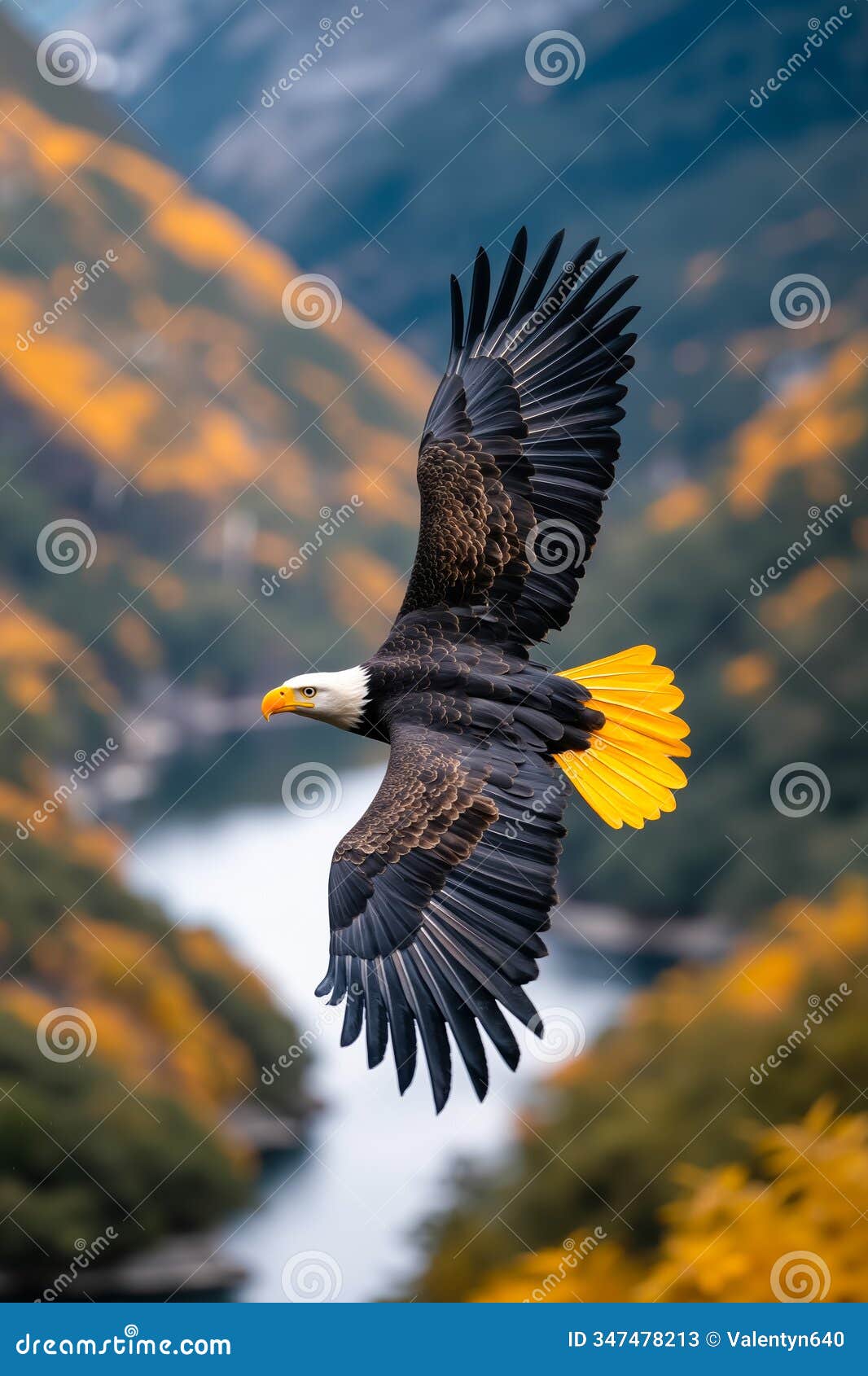 A Bald Eagle Flying Over a Body of Water with Mountains in the Background Stock Image - Image of ...