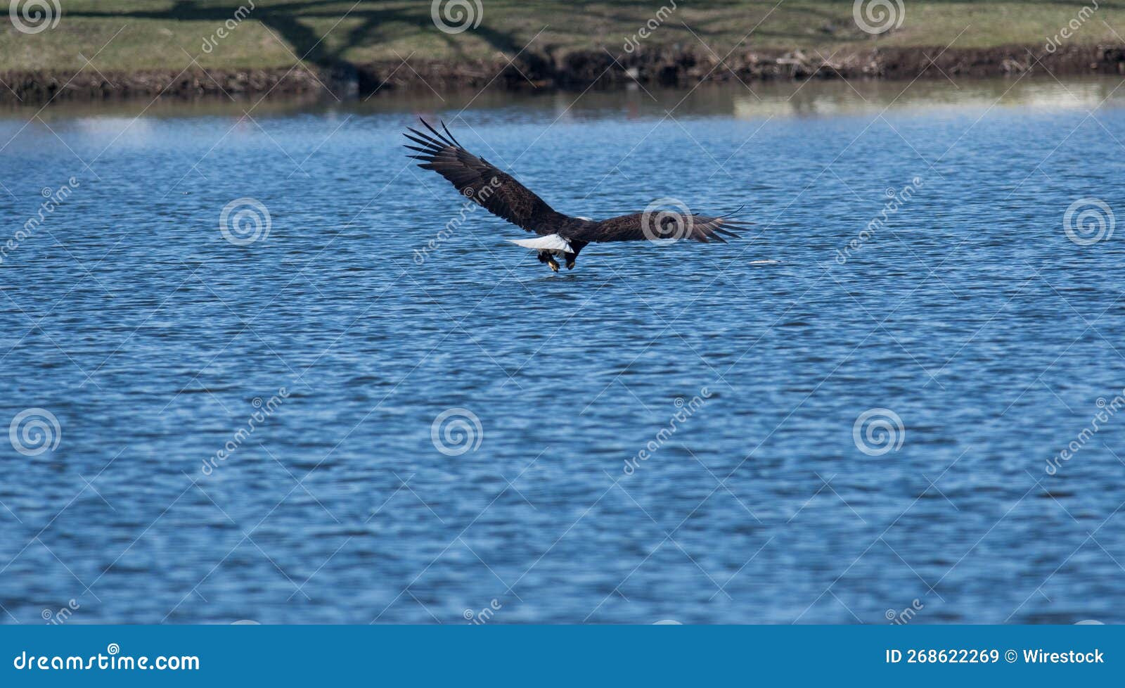 Bald Eagle Flying Over the Lake Water Stock Image - Image of flight ...