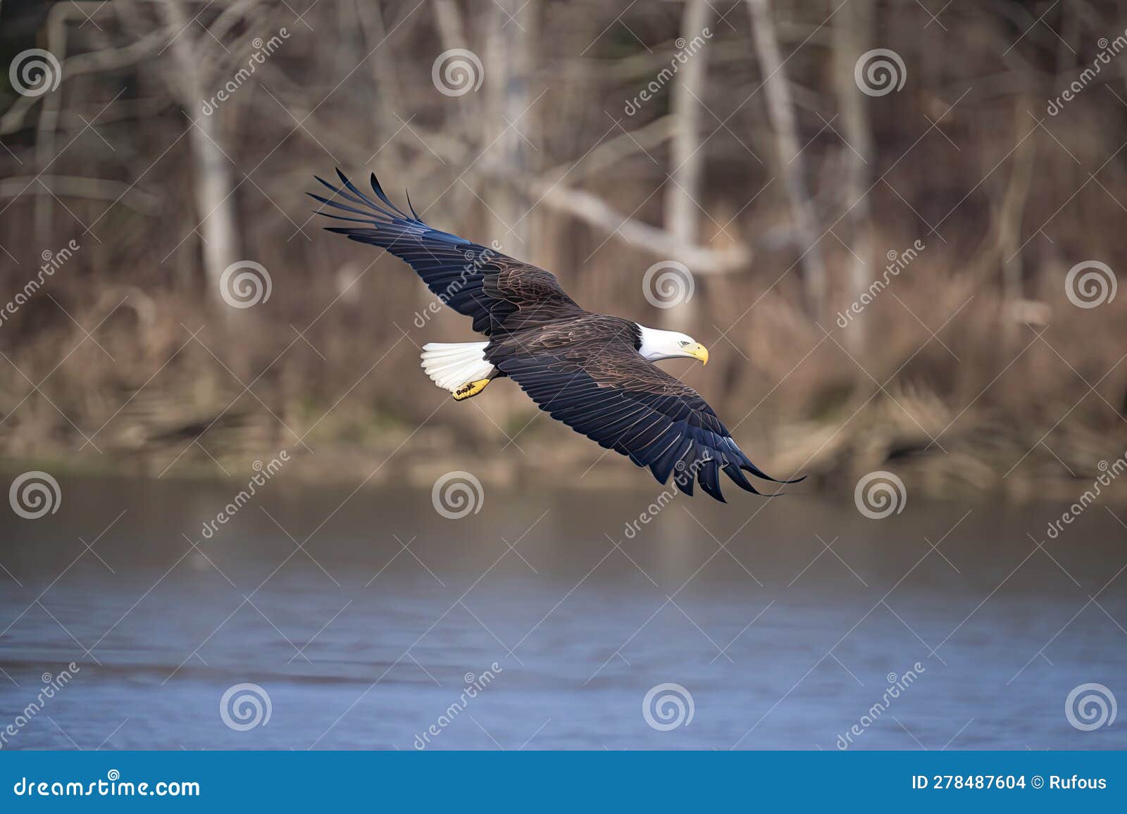 Bald Eagle Flying Over the Paulinskill River in New Jersey Looking for ...